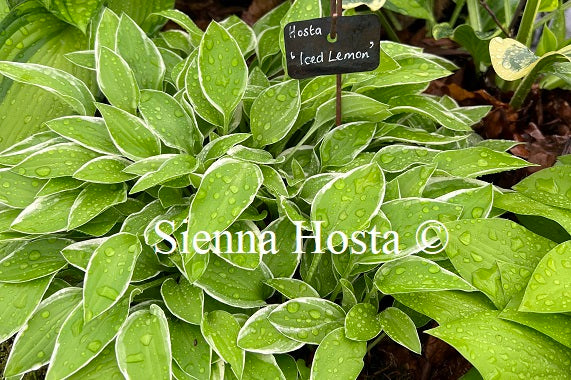 Hosta 'Iced Lemon' - Sienna Hosta