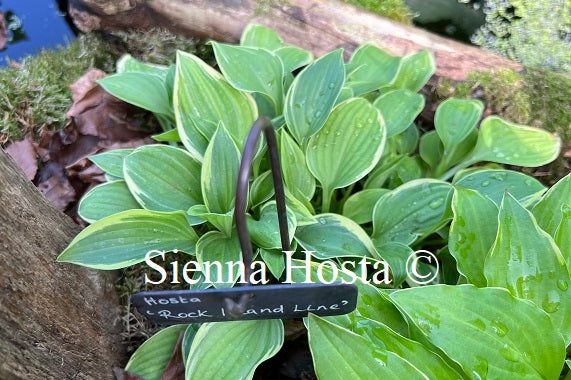 Hosta 'Rock Island Line' - Sienna Hosta
