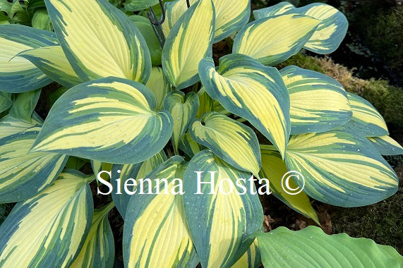 Hosta 'Remember Me' - Sienna Hosta