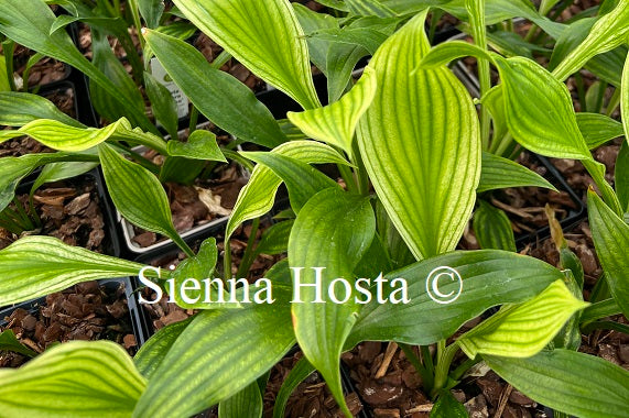 Hosta 'Zebra Stripes' - Sienna Hosta