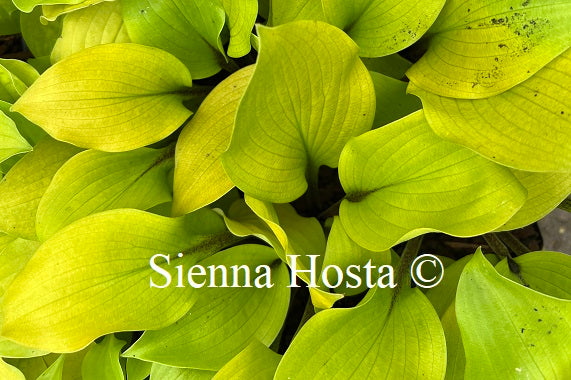 Hosta 'Hotshot' - Sienna Hosta