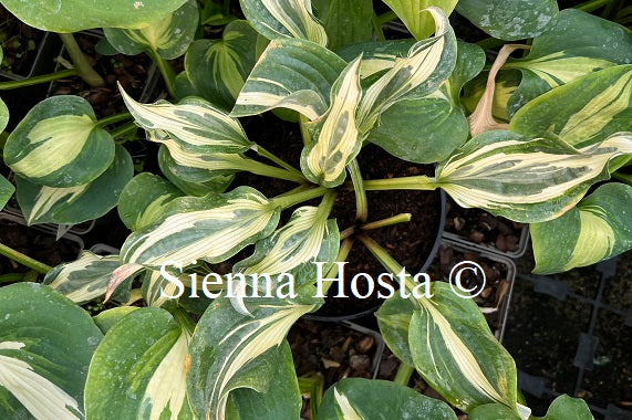 Hosta 'Wally's Bullfrog' - Sienna Hosta