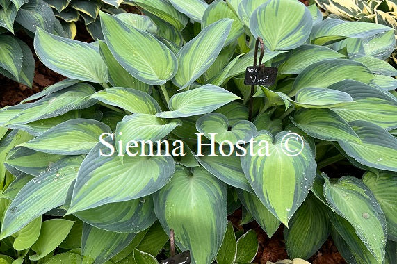 Hosta 'June' - Sienna Hosta
