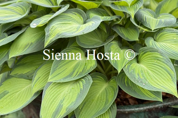 Hosta 'June' - Sienna Hosta