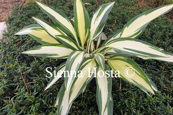 Hosta 'Little Angel Wings' - Sienna Hosta
