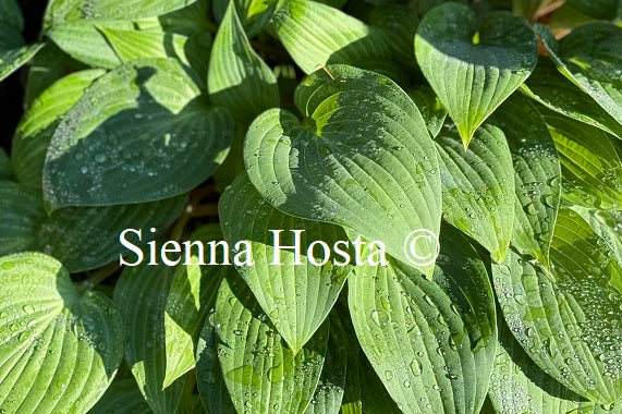 Hosta 'Red Cadet' - Sienna Hosta