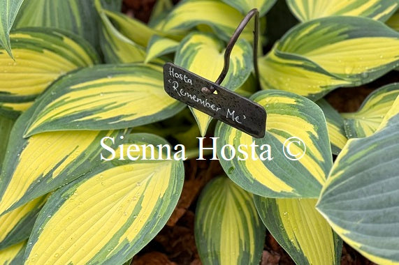 Hosta 'Remember Me' - Sienna Hosta
