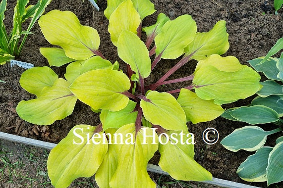 Hosta 'Rough Lemon' - Sienna Hosta