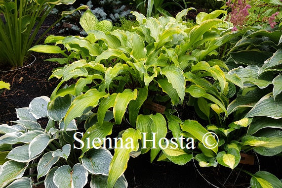 Hosta 'See No Evil' - Sienna Hosta