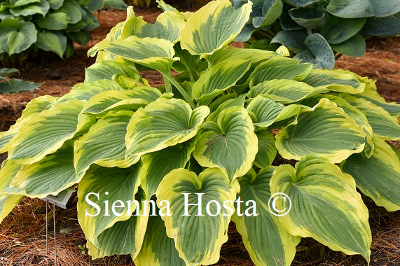 Hosta 'Trendsetter' - Sienna Hosta