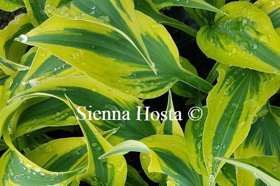 Hosta 'Bright Star' - Sienna Hosta