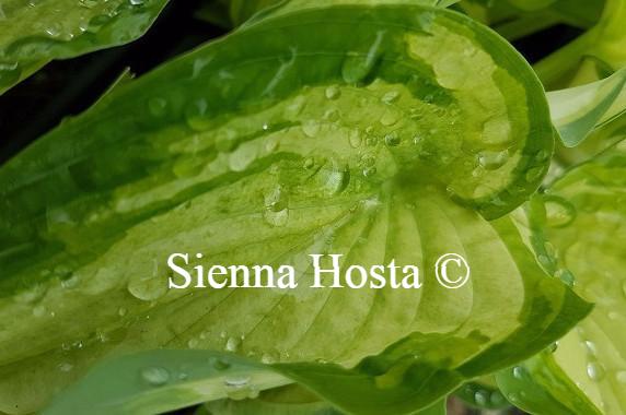 Hosta 'Ghost Spirit' - Sienna Hosta