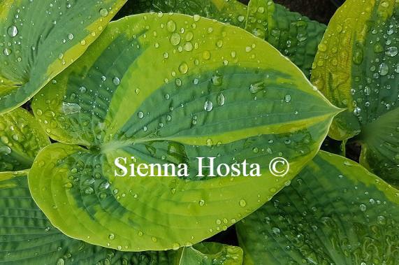Hosta 'Samurai' - Sienna Hosta