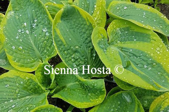 Hosta 'Samurai' - Sienna Hosta