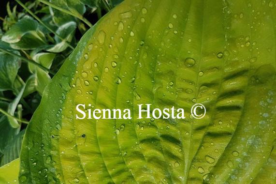 Hosta 'Fran Godfrey' - Sienna Hosta