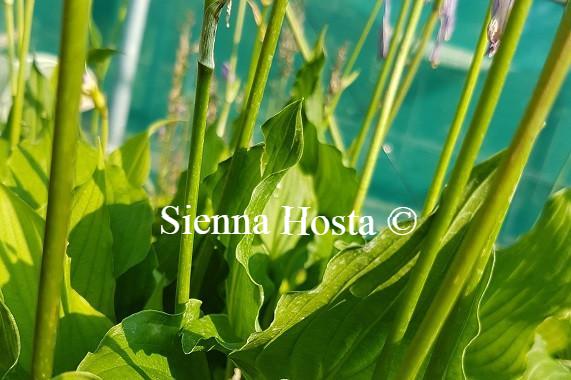 Hosta 'Stirfry' - Sienna Hosta