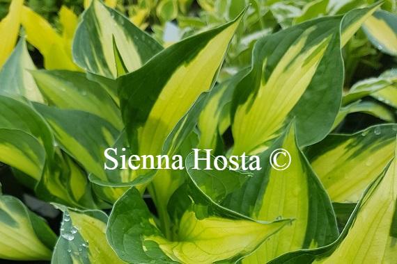 Hosta 'Colored Hulk' - Sienna Hosta