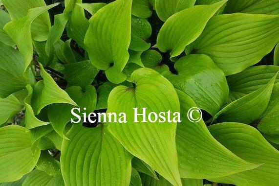 Hosta 'Miss Ruby' - Sienna Hosta