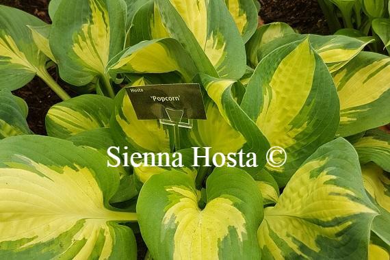 Hosta 'Popcorn' - Sienna Hosta