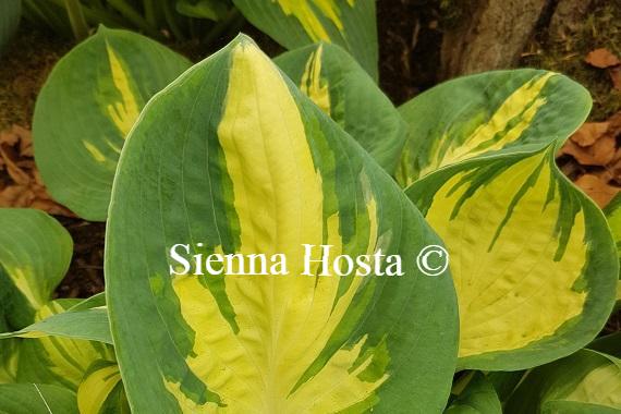 Hosta 'Popcorn' - Sienna Hosta