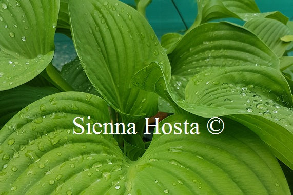 Hosta 'Elatior' - Sienna Hosta