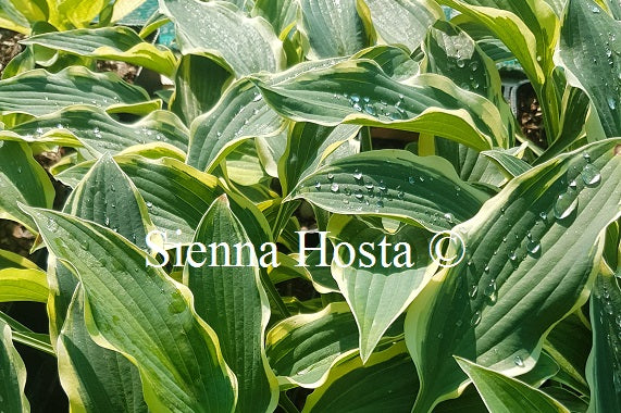 Hosta 'Libby' - Sienna Hosta