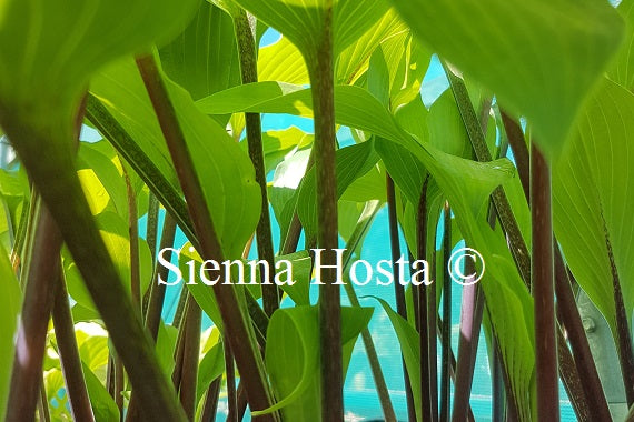 Hosta 'Funky Monkey' - Sienna Hosta