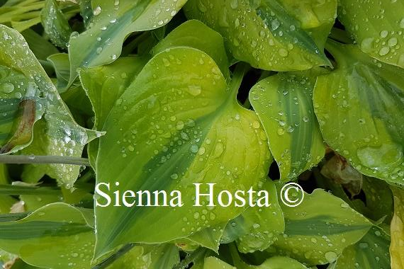 Hosta 'Luna Moth' - Sienna Hosta