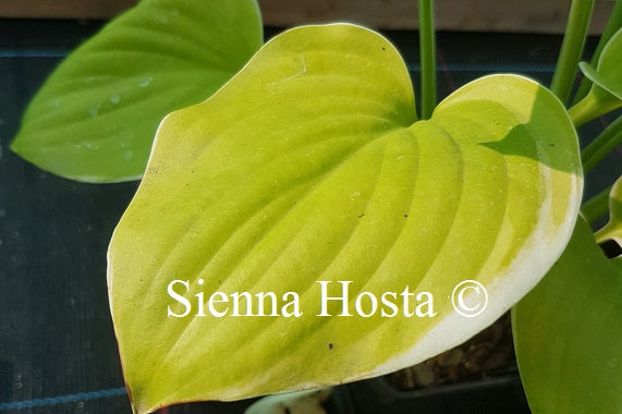 Hosta 'Fragrant Dream' - Sienna Hosta