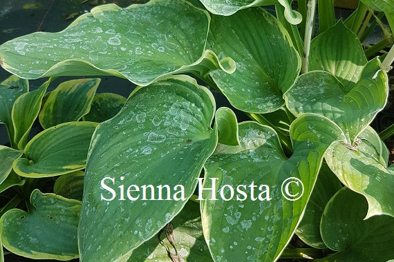 Hosta 'Minke' - Sienna Hosta