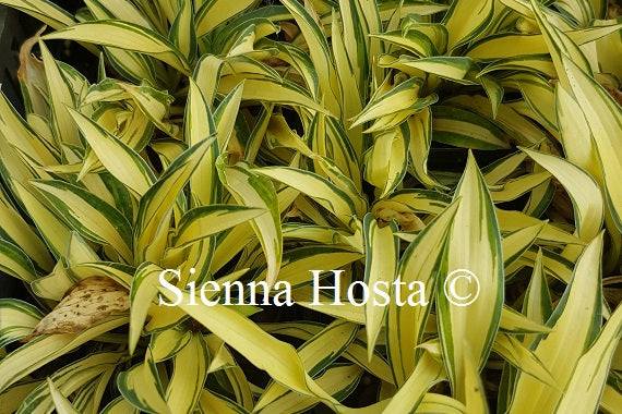 Hosta 'Little Jay' - Sienna Hosta