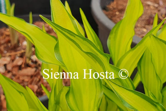 Hosta 'Lemon Zinger' - Sienna Hosta
