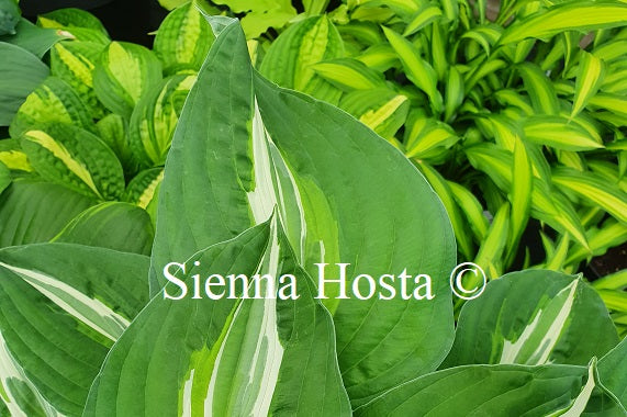 Hosta 'Snake Eyes' - Sienna Hosta