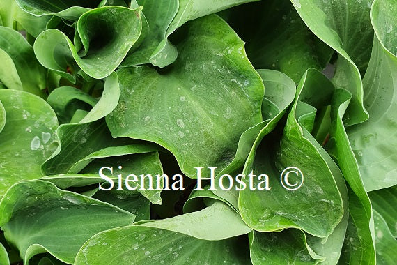 Hosta 'Dancing Mouse' - Sienna Hosta