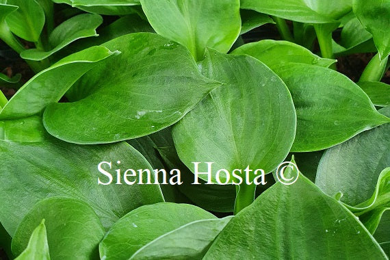 Hosta 'Monster Ears' - Sienna Hosta