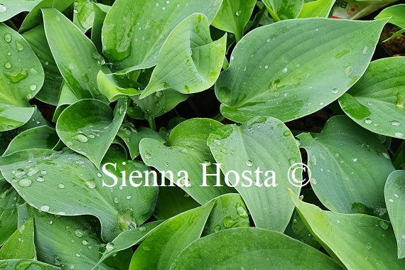 Hosta 'Blue Boy' - Sienna Hosta