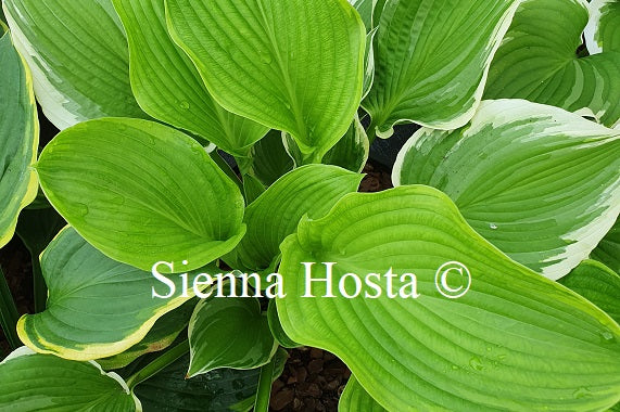 Hosta 'The Leading Edge' - Sienna Hosta