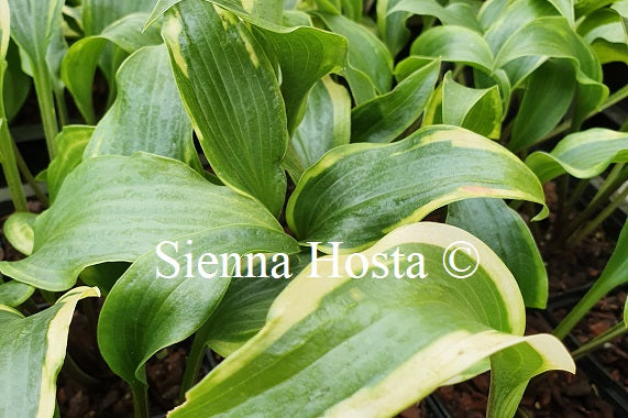 Hosta 'Monkey Business' - Sienna Hosta