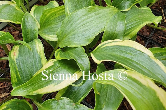 Hosta 'Monkey Business' - Sienna Hosta