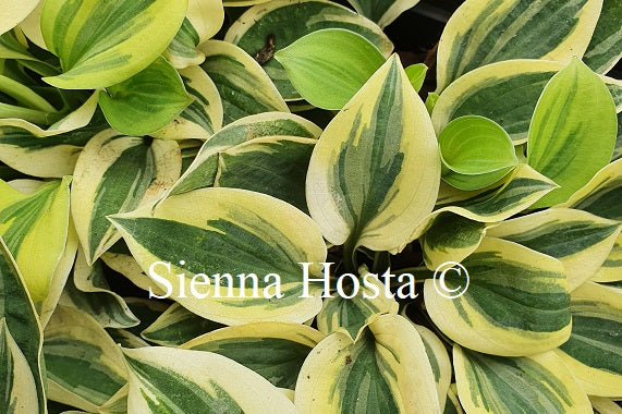 Hosta 'Cameo' - Sienna Hosta