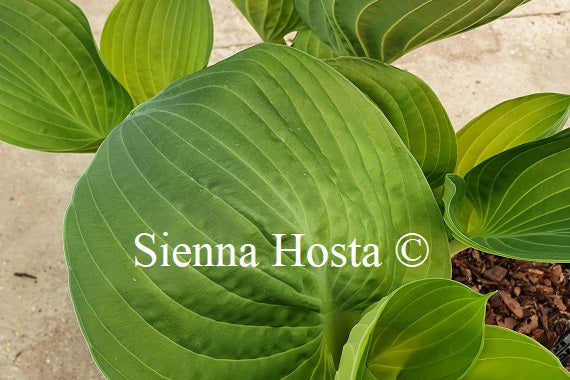 Hosta 'Mike' - Sienna Hosta