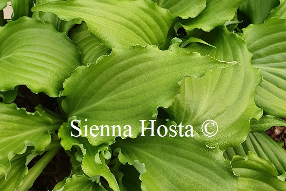 Hosta 'Unruly Child' - Sienna Hosta