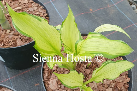 Hosta 'Early Sunrise' - Sienna Hosta