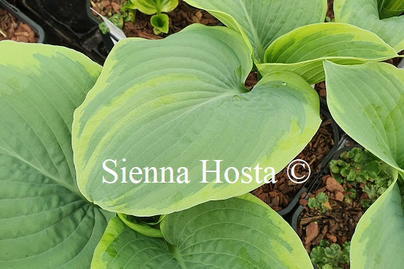 Hosta 'Stan the Man' - Sienna Hosta
