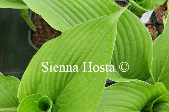 Hosta 'Devon Desire' - Sienna Hosta