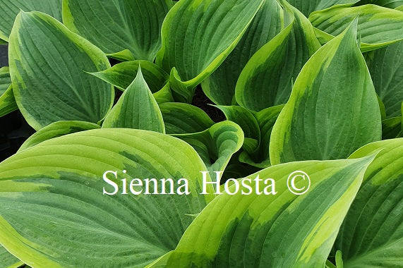 Hosta 'Final Victory' - Sienna Hosta