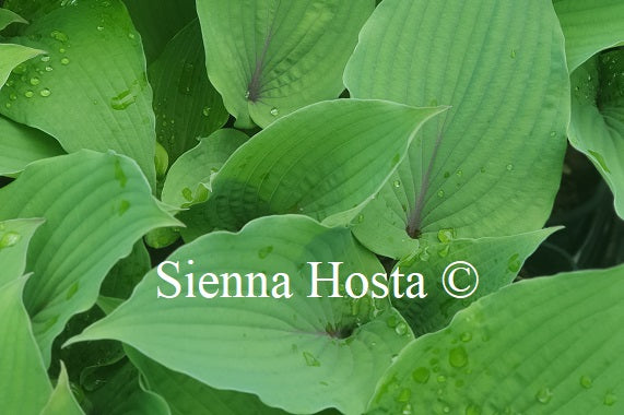 Hosta 'Jack Berry' - Sienna Hosta