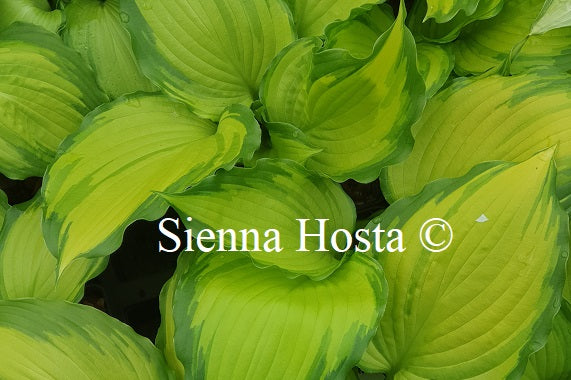 Hosta 'First Dance' - Sienna Hosta