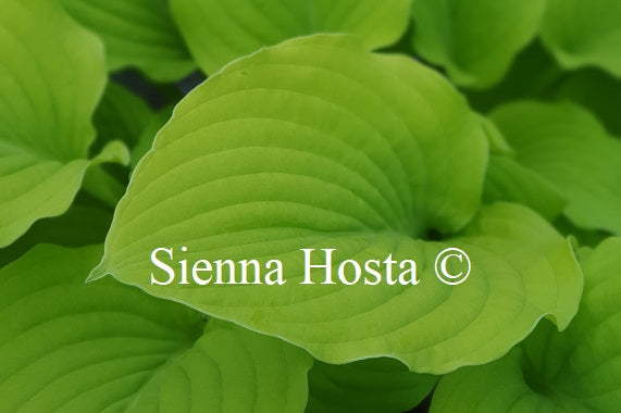 Hosta 'Eric's Gold' - Sienna Hosta