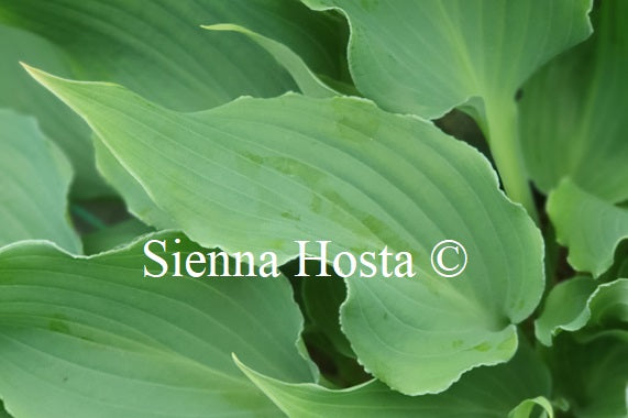 Hosta 'Restless Sea' - Sienna Hosta
